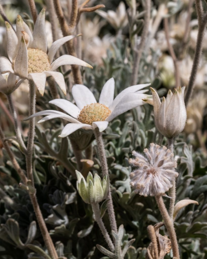 _DSF1963 | Plant Conservation Australia