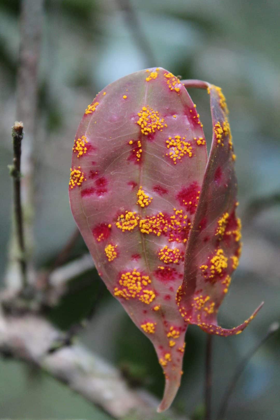 Myrtle Rust | Australian Network for Plant Conservation