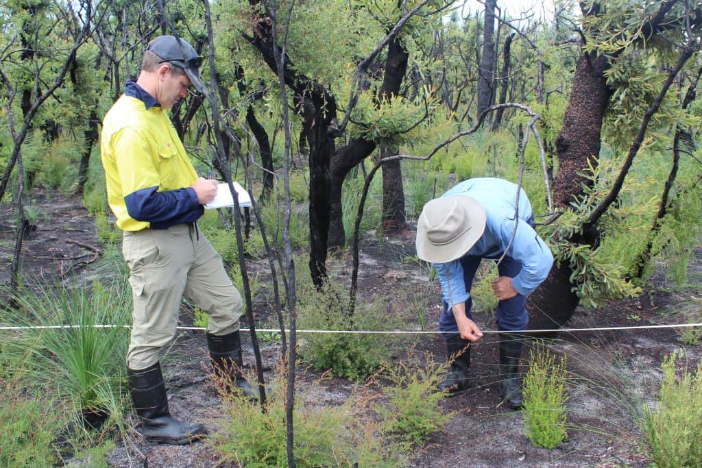 Fire and Rust | Australian Network for Plant Conservation