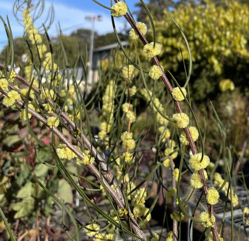 Preventing the extinction of Phantom Wattle in Victoria | Plant ...