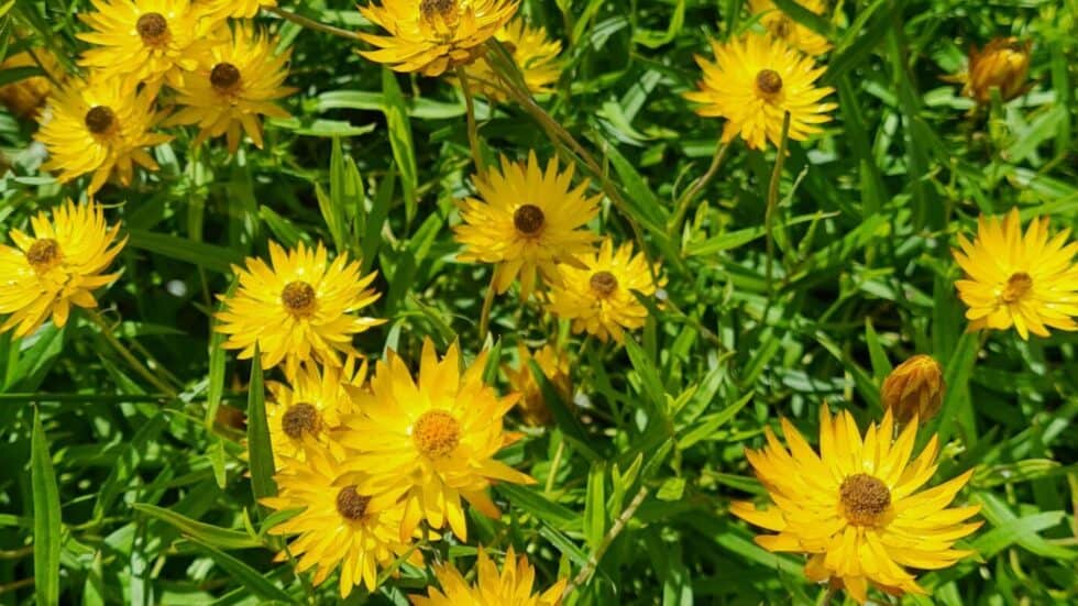 Preventing the extinction of the Swamp Everlasting in Victoria ...