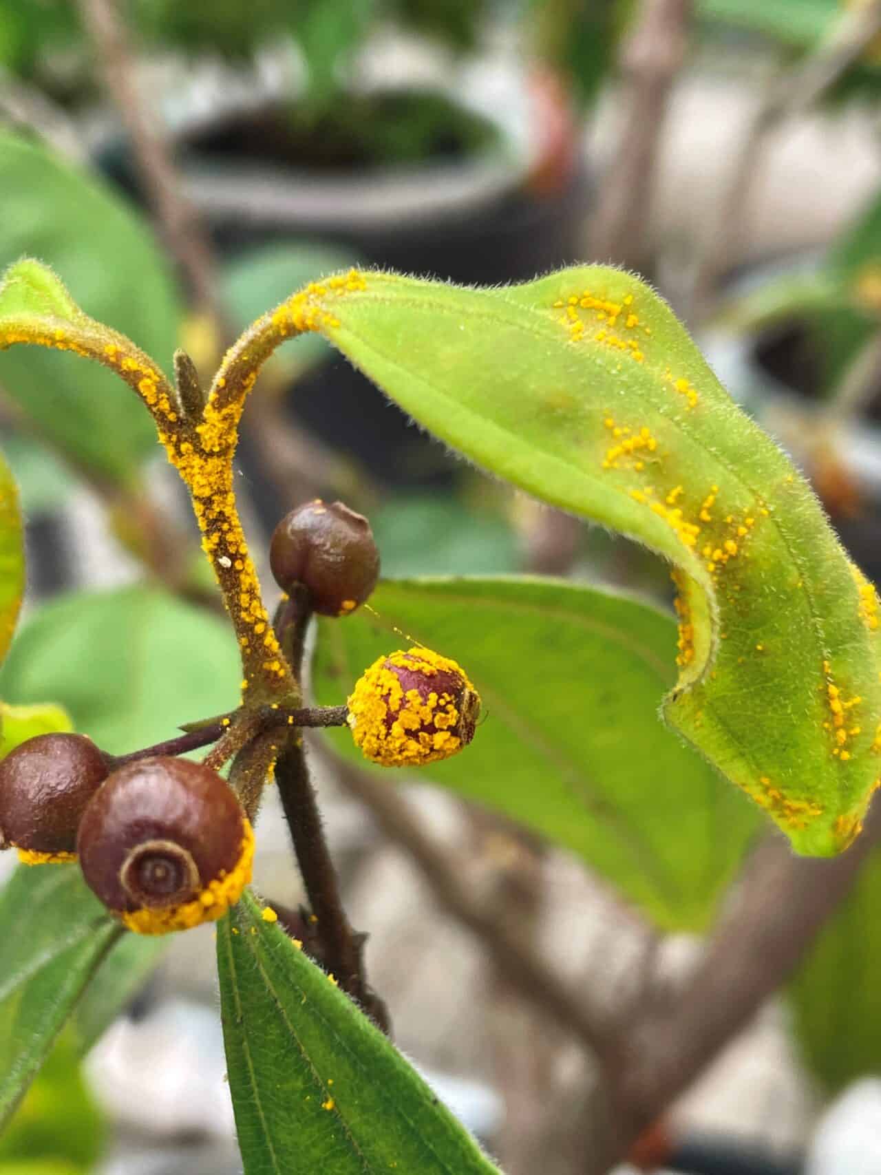 Myrtle Rust | Plant Conservation Australia