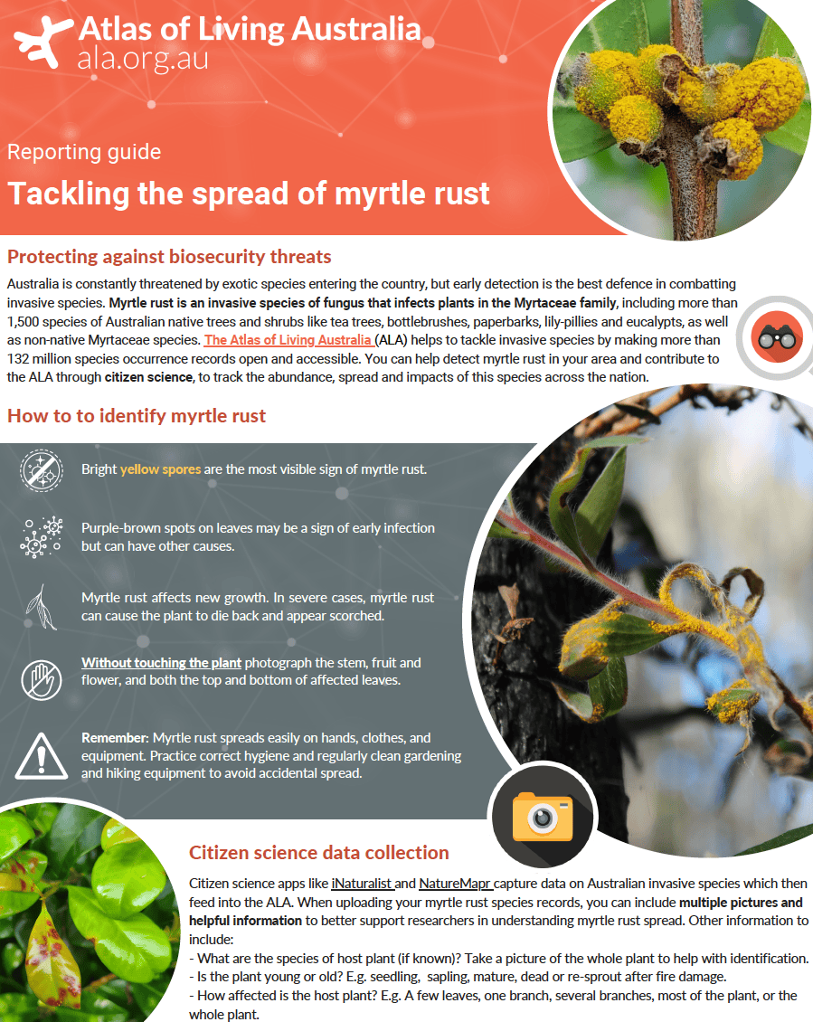 Myrtle Rust Identification and Symptoms | Australian Network for Plant ...